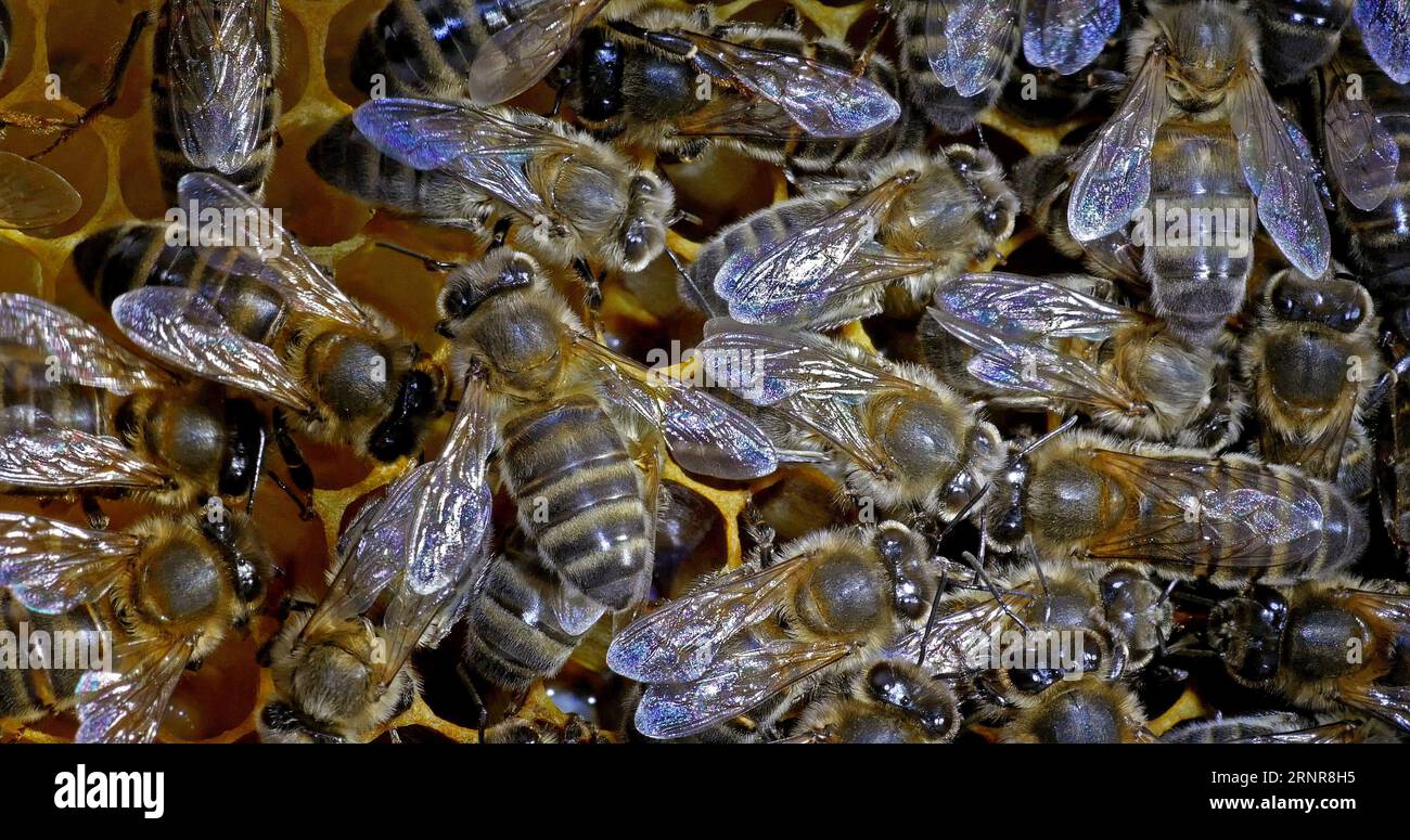 European Honey Bee, apis mellifera, Black bees on alveolus, nanny work ...