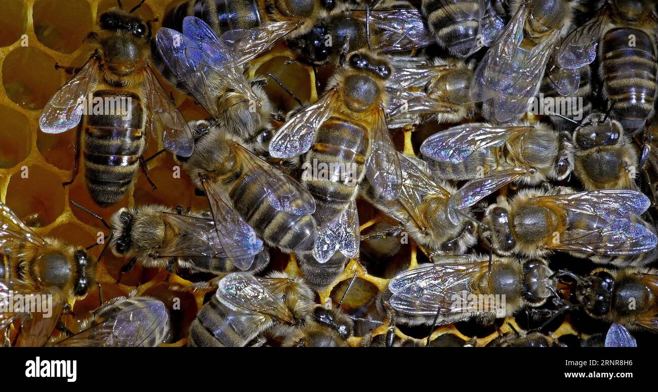 European Honey Bee, apis mellifera, Black bees on alveolus, nanny work ...