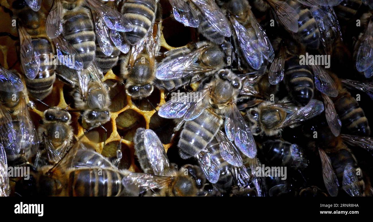 European Honey Bee, apis mellifera, Black bees on alveolus, nanny work ...
