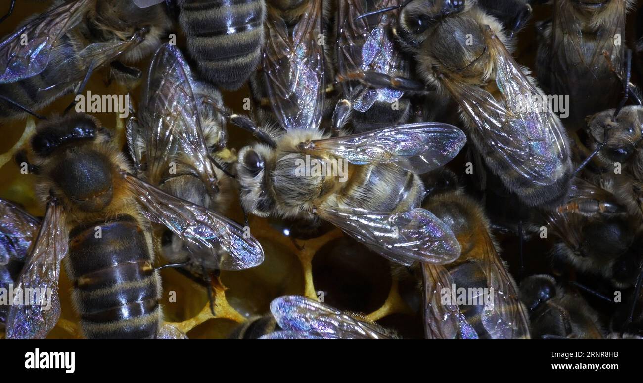 European Honey Bee, apis mellifera, Black bees on alveolus, nanny work ...