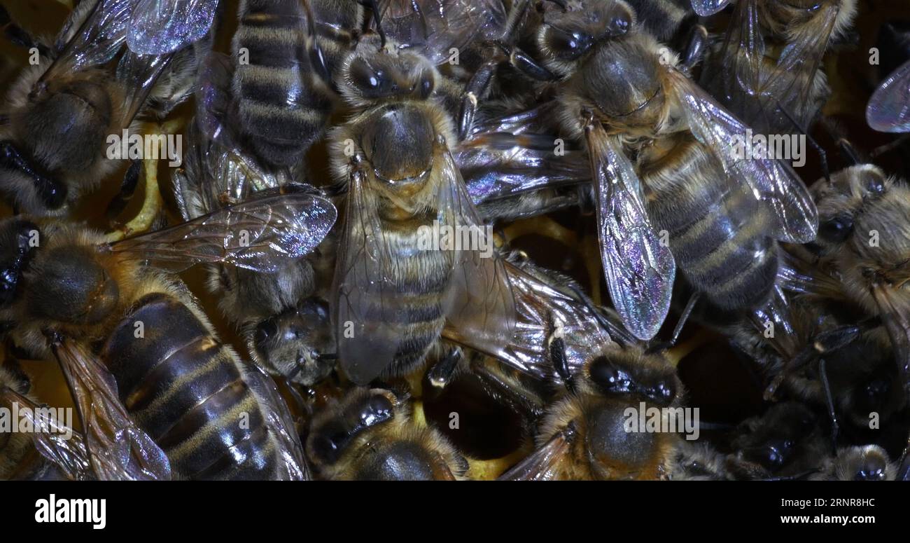 European Honey Bee, apis mellifera, Black bees on alveolus, nanny work ...
