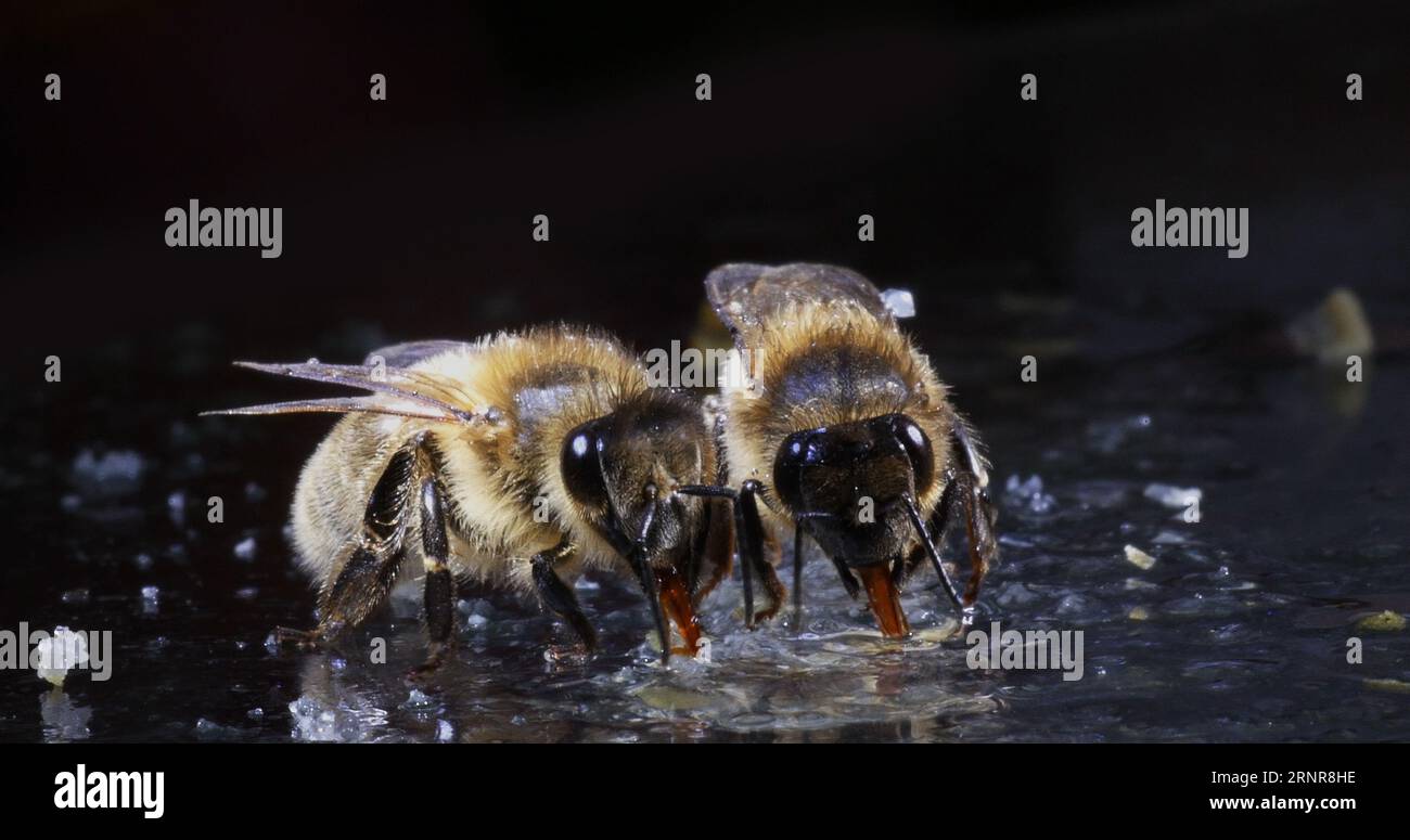 European Honey Bee, apis mellifera, black Bee Licking Honey, Hive in ...