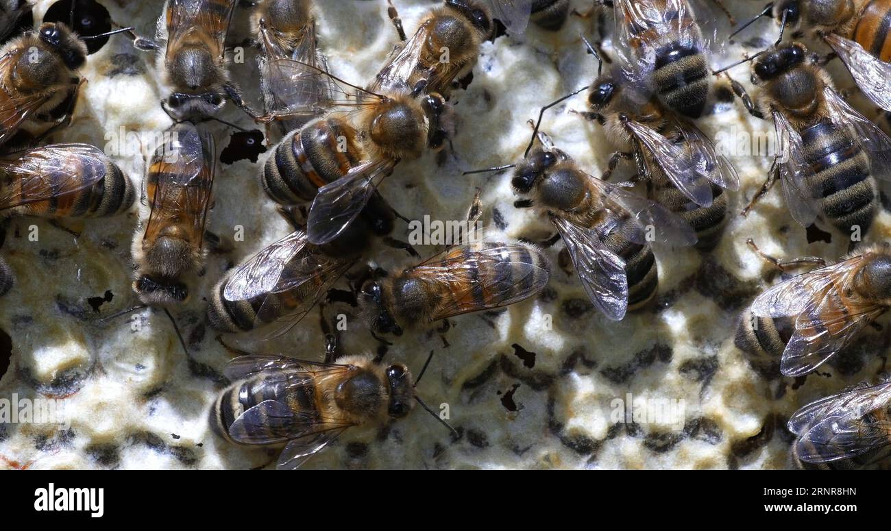 European Honey Bee, apis mellifera, Bees on a shelf whose alveolus are ...
