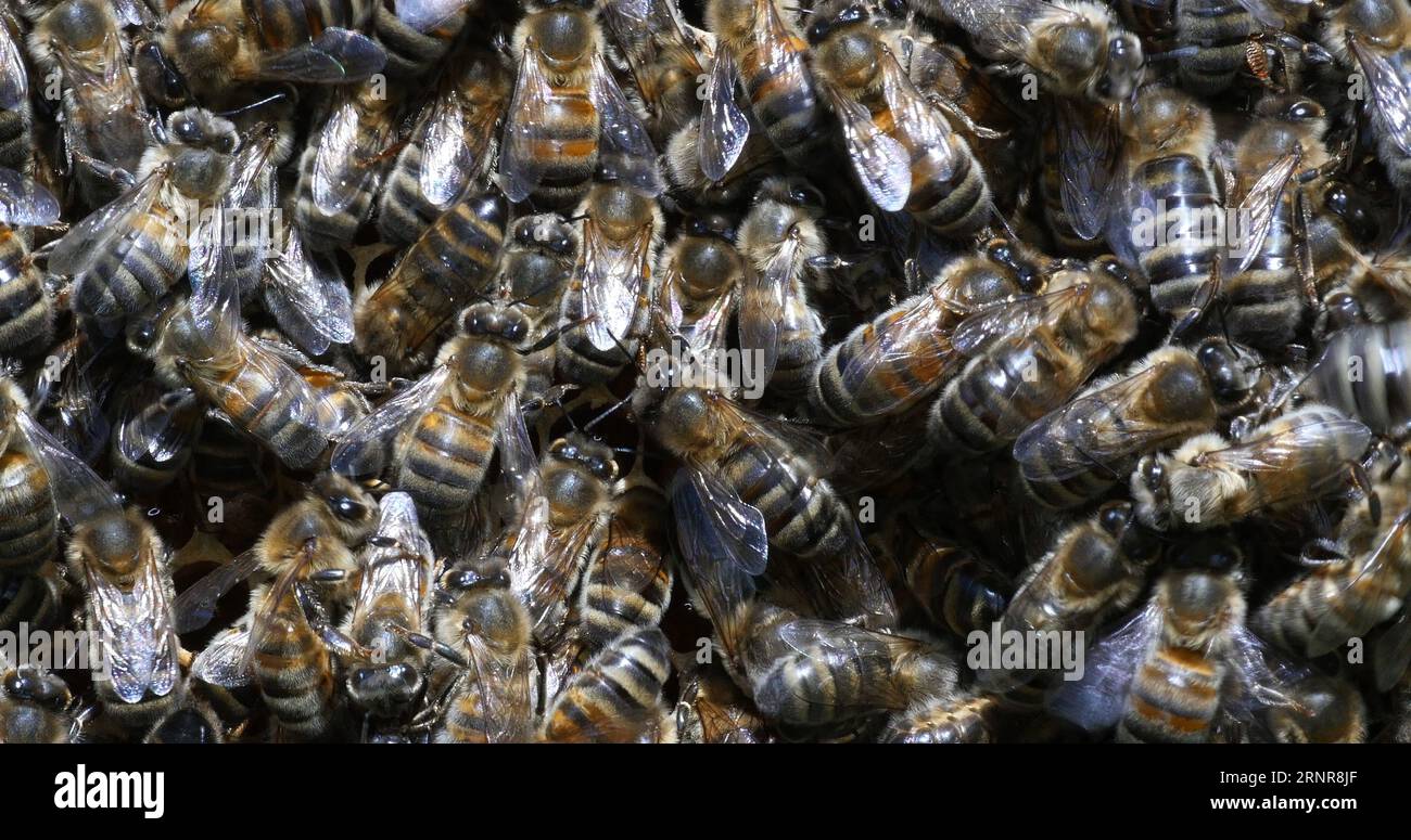 European Honey Bee, apis mellifera, Bees working on alveolus, Normandy ...