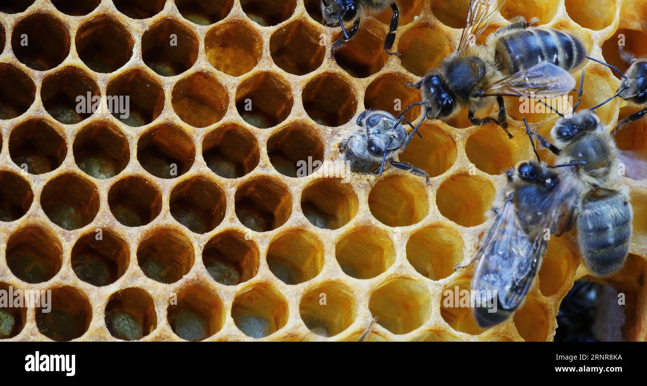 Honey bee emerging apis mellifera hi-res stock photography and images ...