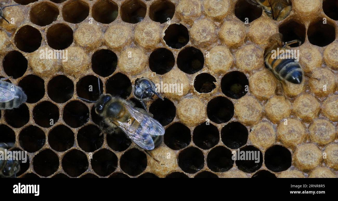 |European Honey Bee, apis mellifera, Emergence of a Bee, Bee Hive in ...