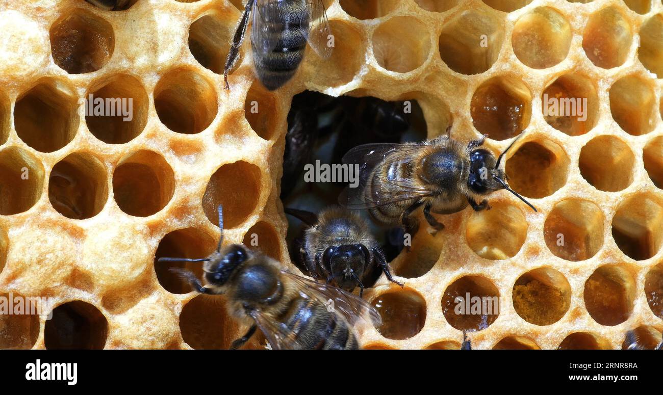 European Honey Bee, apis mellifera, Bees working on Alveolus, Bee Hive ...