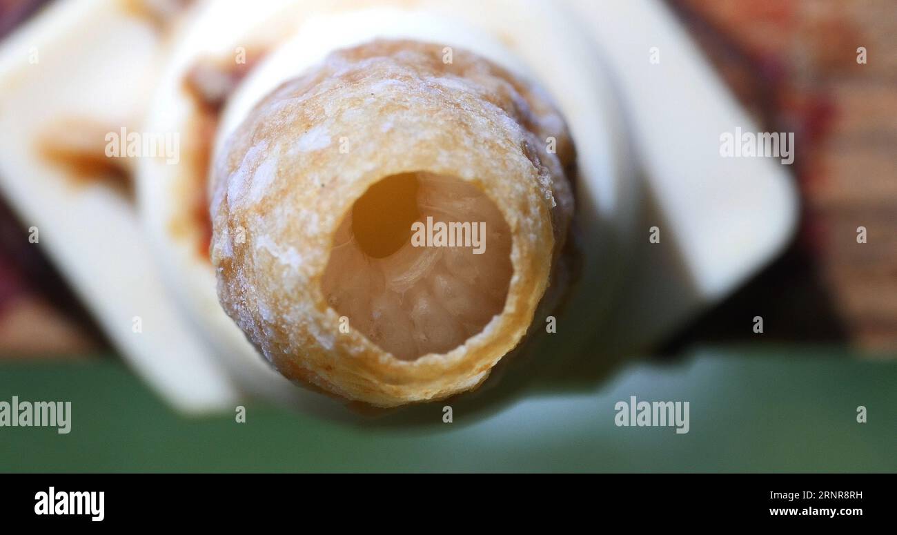 European Honey Bee, apis mellifera, Queen cell seen from above, we see ...