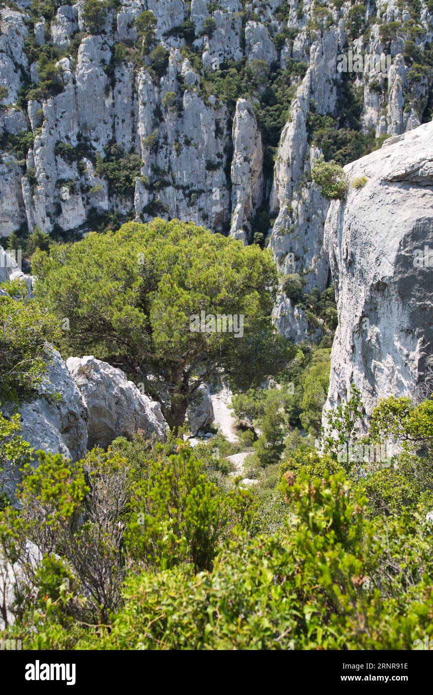 the calanques (france) with their impressive rocks, plants and crystal ...