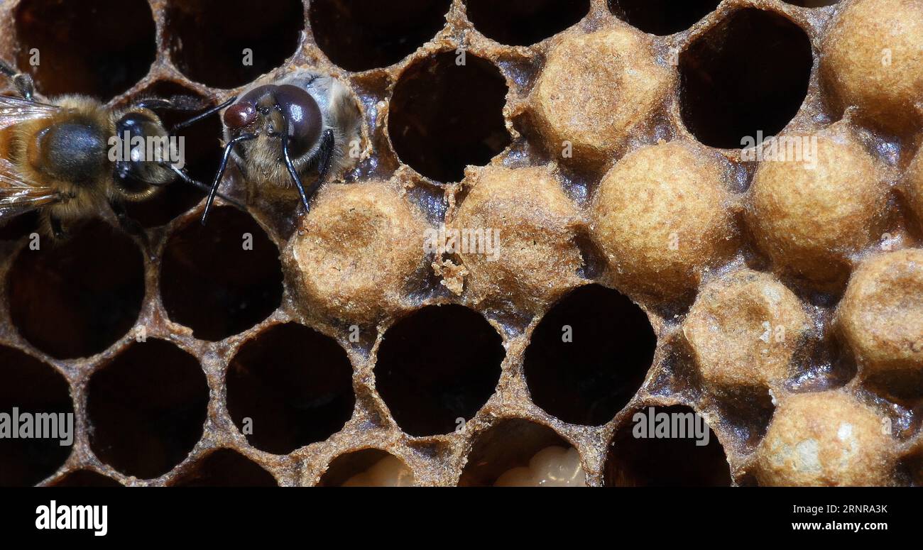 |European Honey Bee, apis mellifera, Emergence of a Male with a Varrao ...