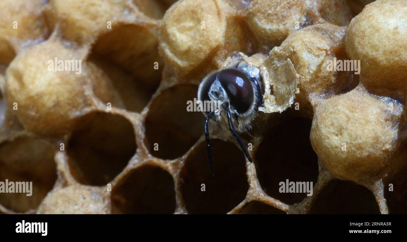 European Honey Bee, apis mellifera, Emergence of a Male, Bee Hive in ...