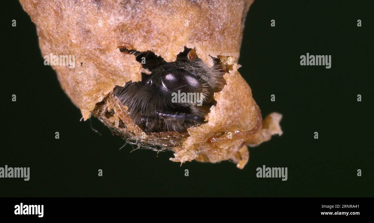 |European Honey Bee, apis mellifera, Emergence of a Queen, Bee Hive in ...