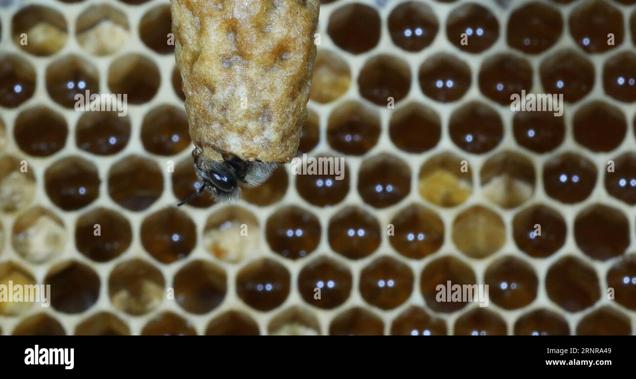 |European Honey Bee, apis mellifera, Emergence of a Queen, Bee Hive in ...