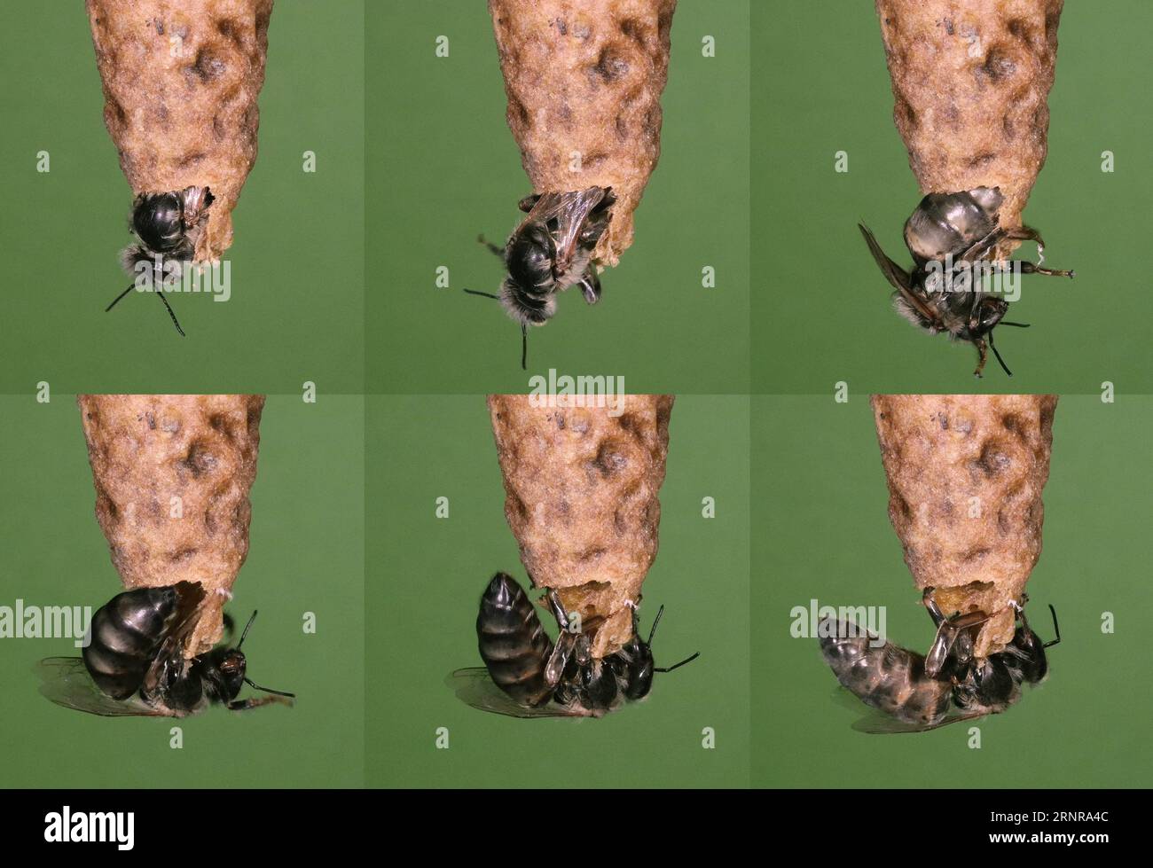 |European Honey Bee, apis mellifera, Emergence of a Queen, Bee Hive in ...