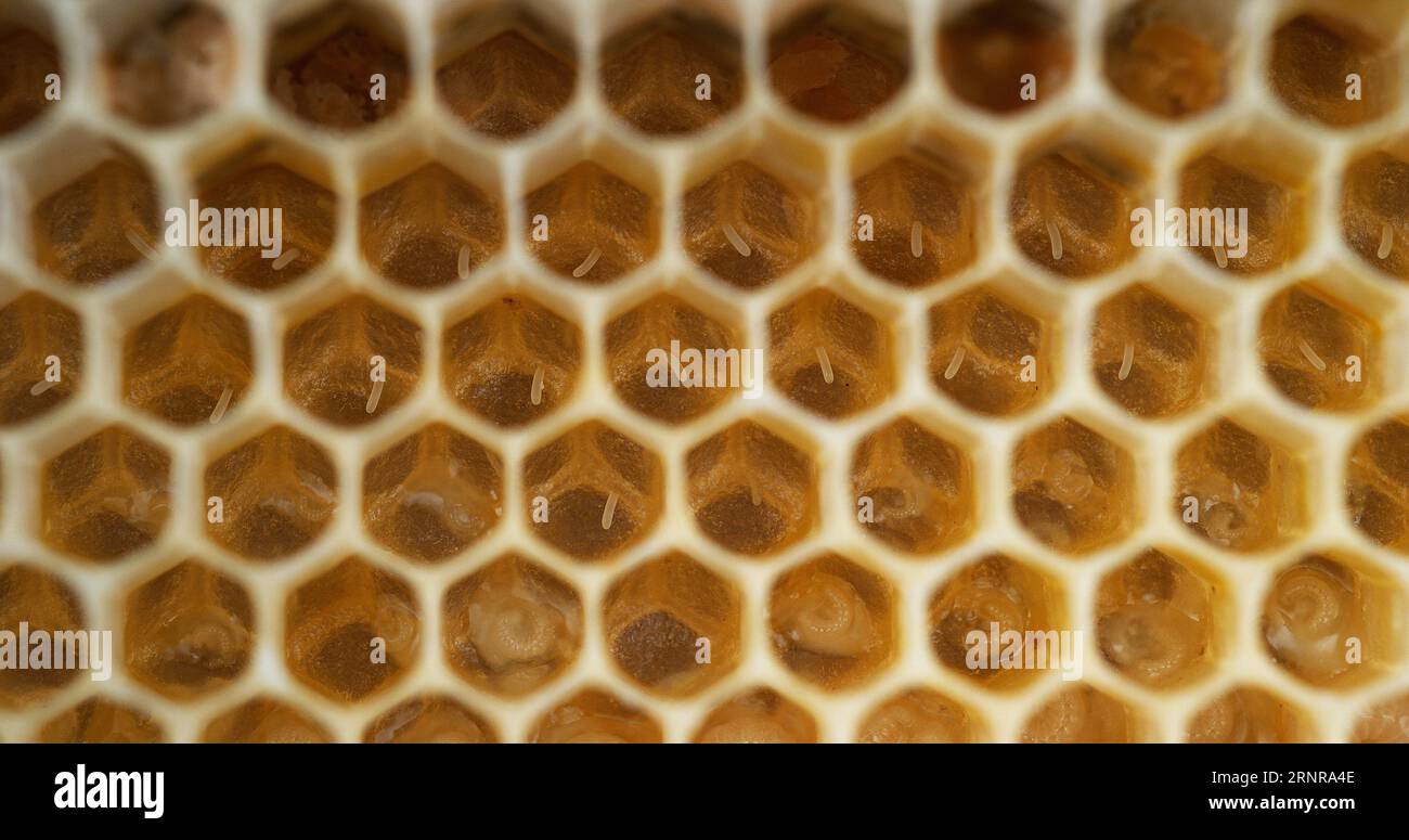 European Honey Bee, apis mellifera, Bee Brood and Alveolus filled with ...