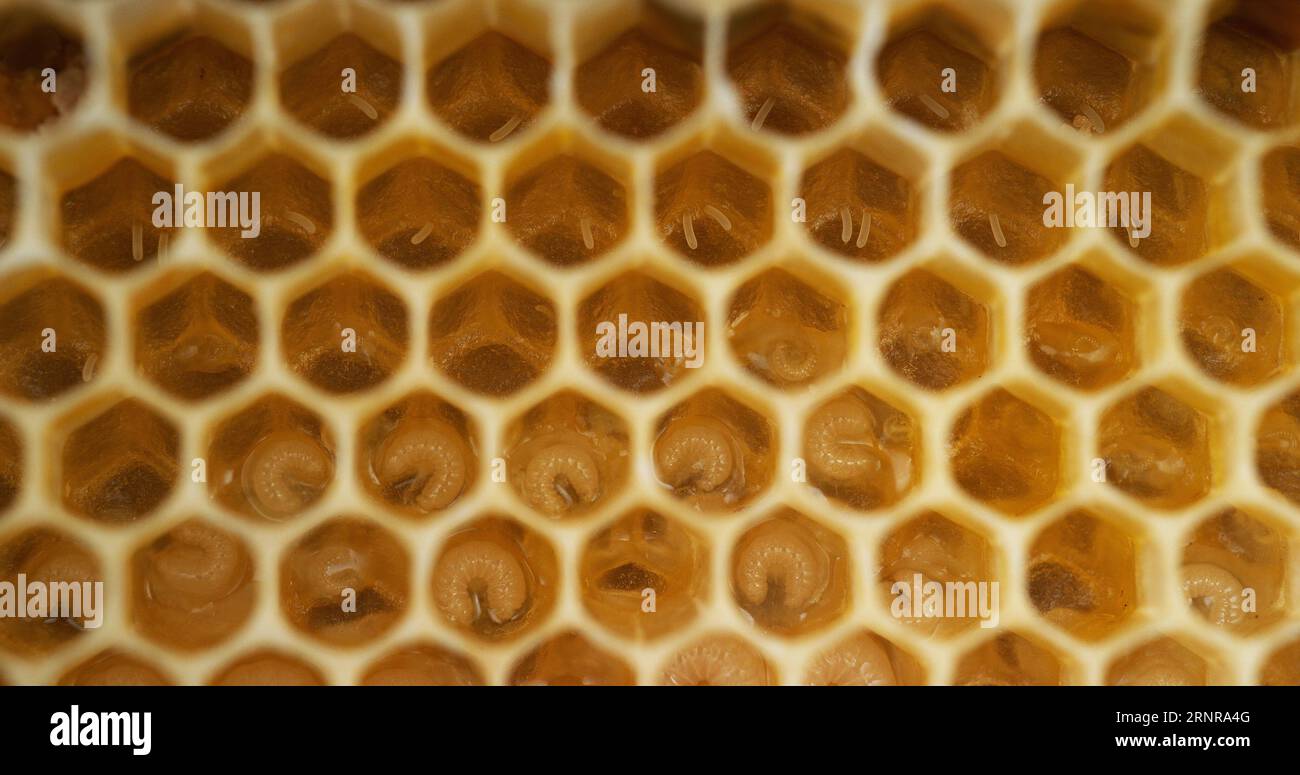European Honey Bee, apis mellifera, Bee Brood and Alveolus filled with ...