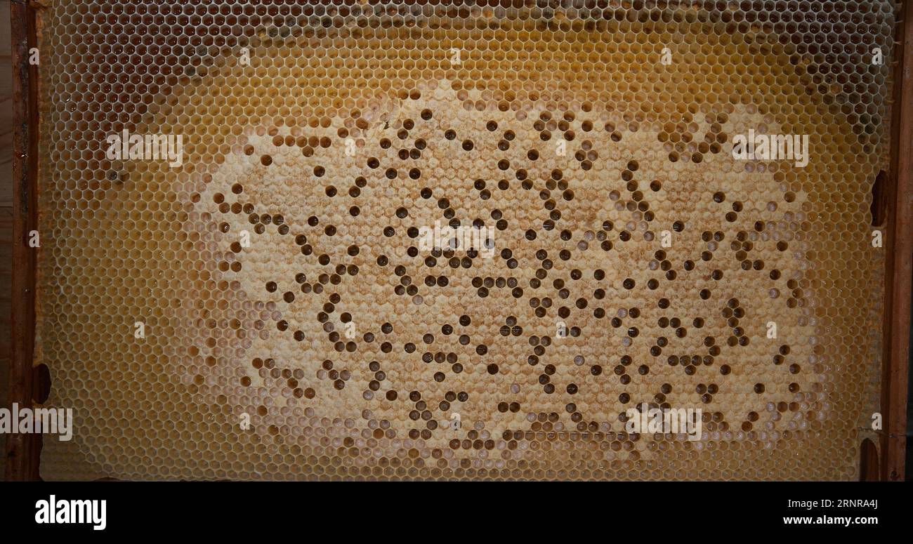 |European Honey Bee, apis mellifera, Bee Brood, Bee Hive in Normandy ...