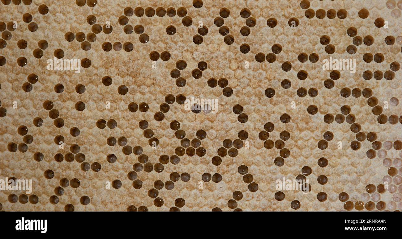 |European Honey Bee, apis mellifera, Bee Brood, Bee Hive in Normandy ...