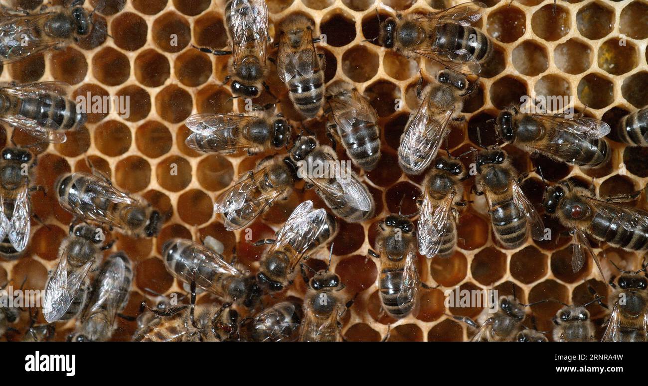 European Honey Bee, apis mellifera, Bees working on Alveolus, Bee Hive ...