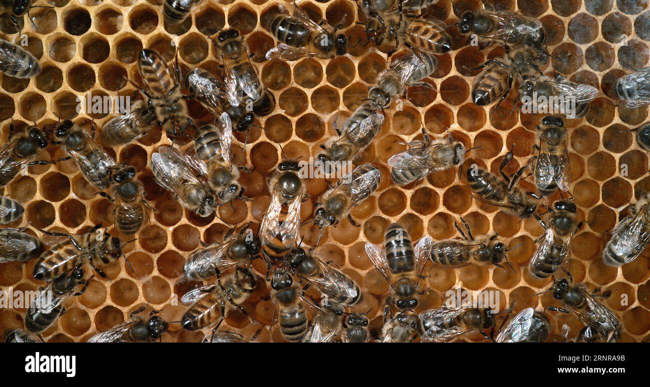 European Honey Bee, apis mellifera, Bees working on Alveolus, Bee Hive ...