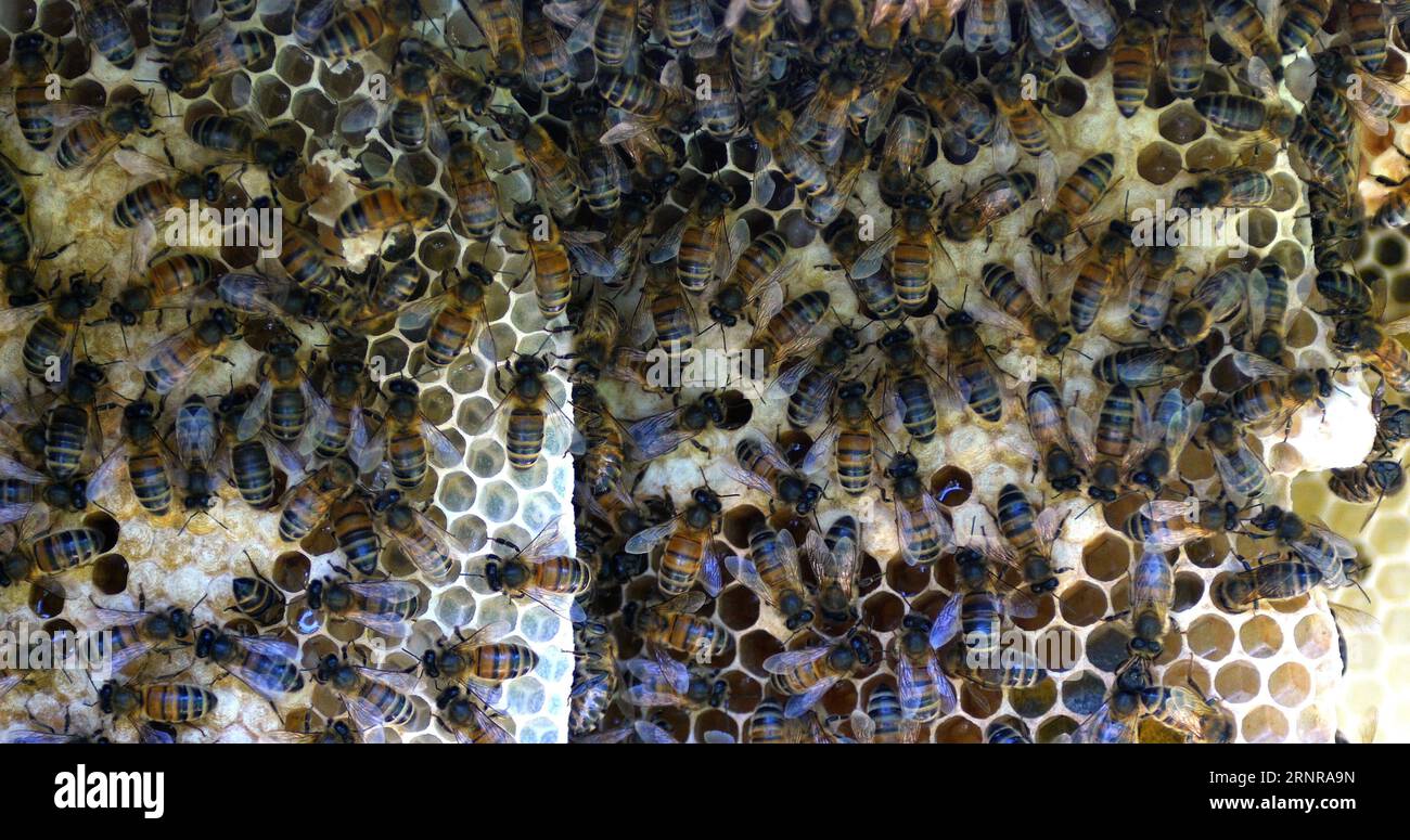 |European Honey Bee, apis mellifera, Bees on a wild Ray, Bees working ...