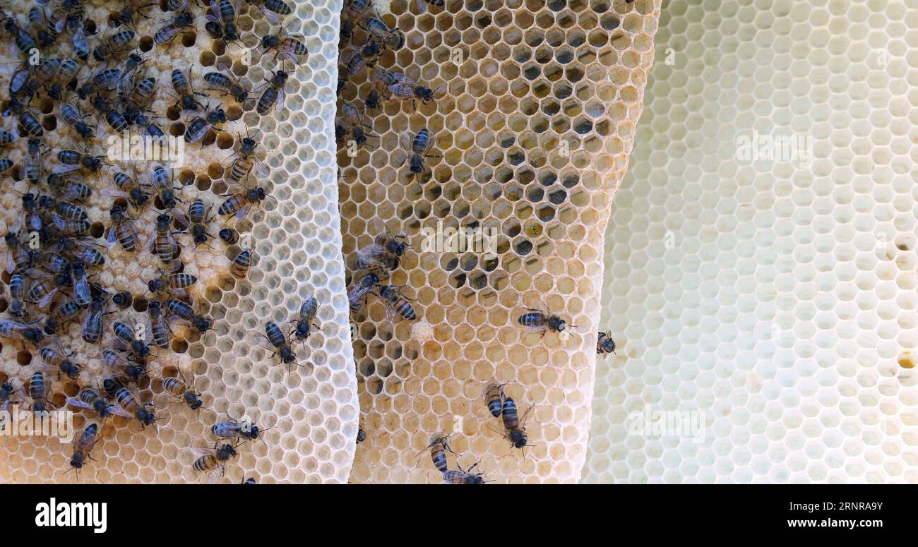 |European Honey Bee, apis mellifera, Bees on a wild Ray, Bees working ...