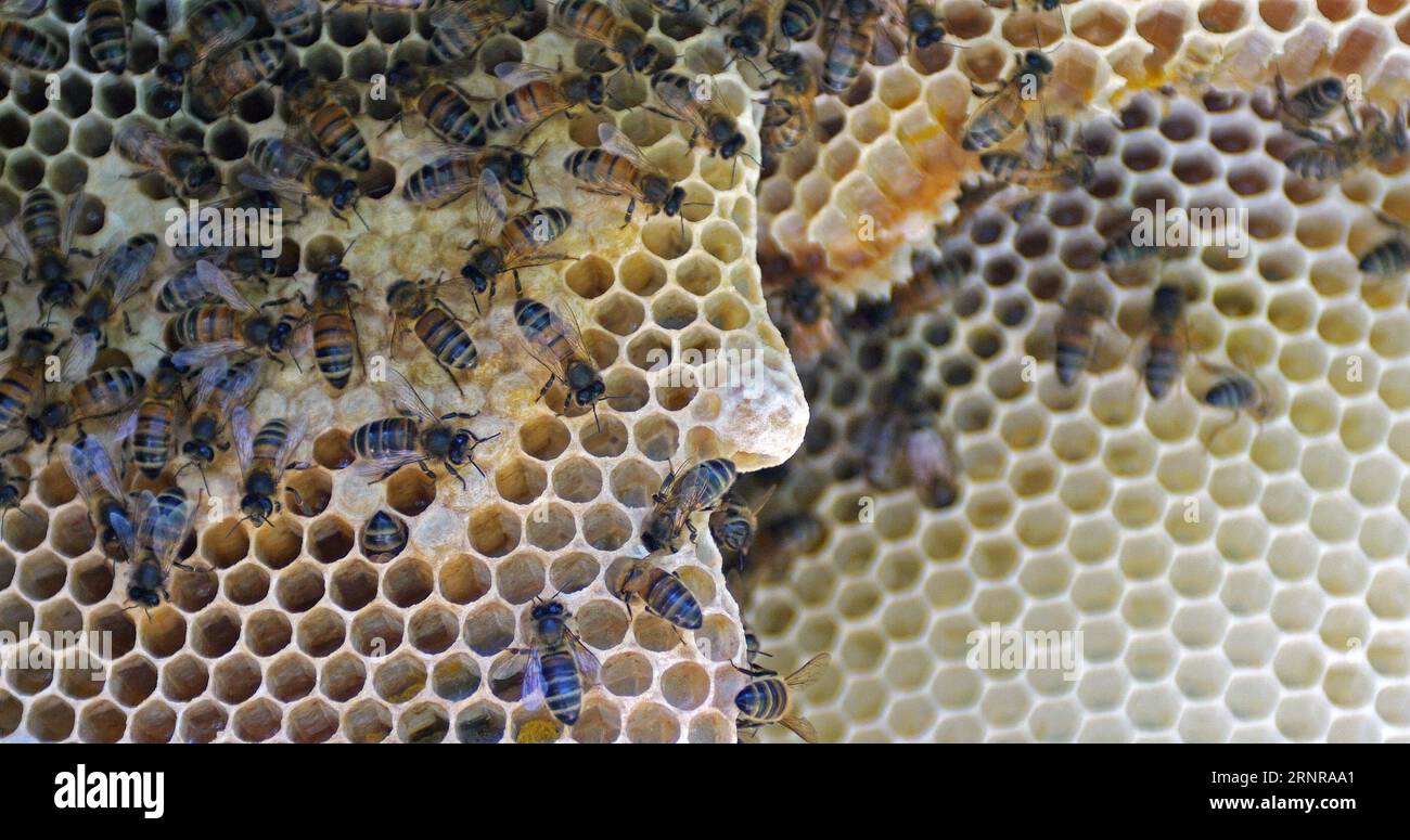 |European Honey Bee, apis mellifera, Bees on a wild Ray, Bees working ...