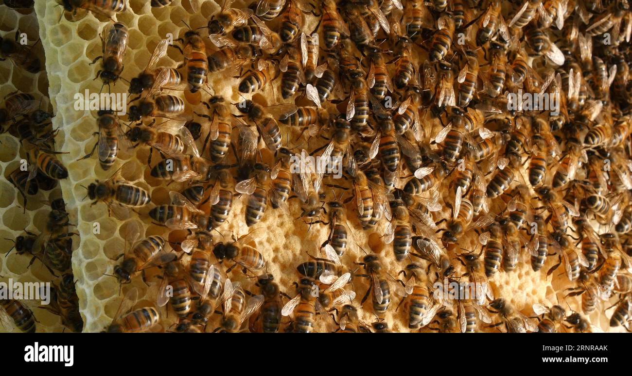 |European Honey Bee, apis mellifera, Bees on a wild Ray, Bees working ...