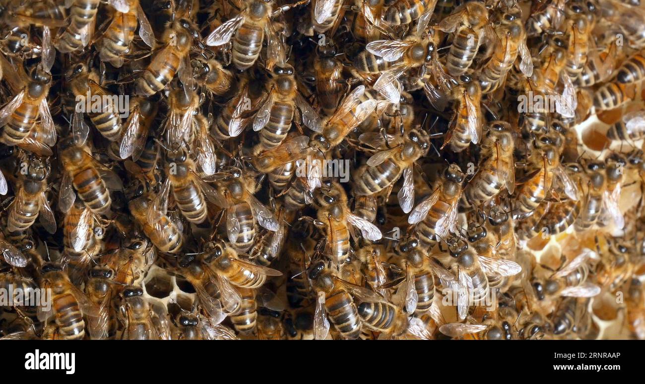 |European Honey Bee, apis mellifera, Bees on a wild Ray, Bees working ...