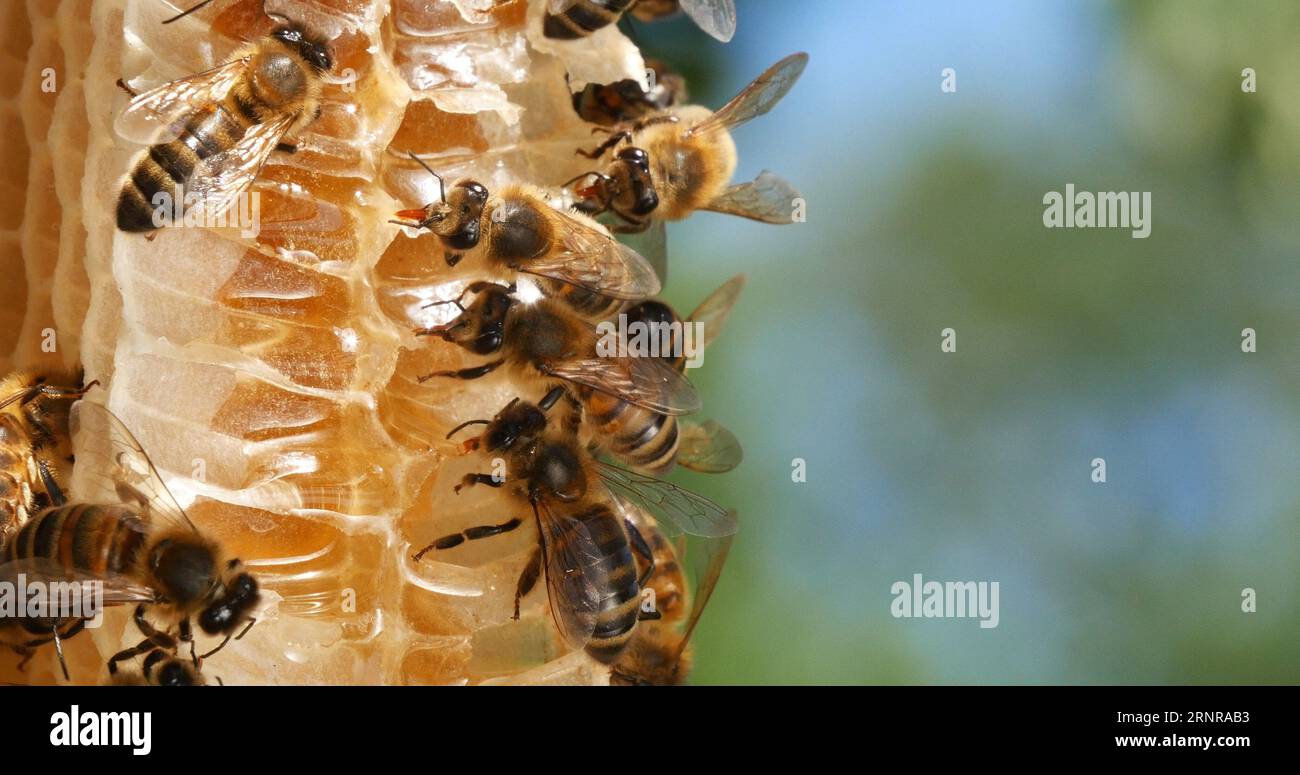|European Honey Bee, apis mellifera, Bees on a wild Ray, Bees working ...