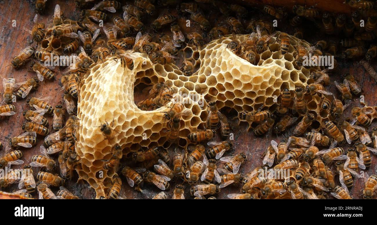 |European Honey Bee, apis mellifera, Bees on a wild Ray, Bees working ...