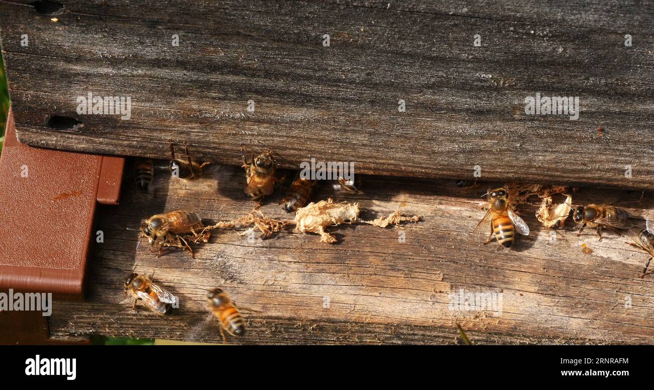 European Honey Bee, apis mellifera, cocoon of false ringworm released ...