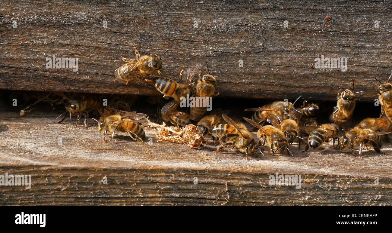 European Honey Bee, apis mellifera, cocoon of false ringworm released ...