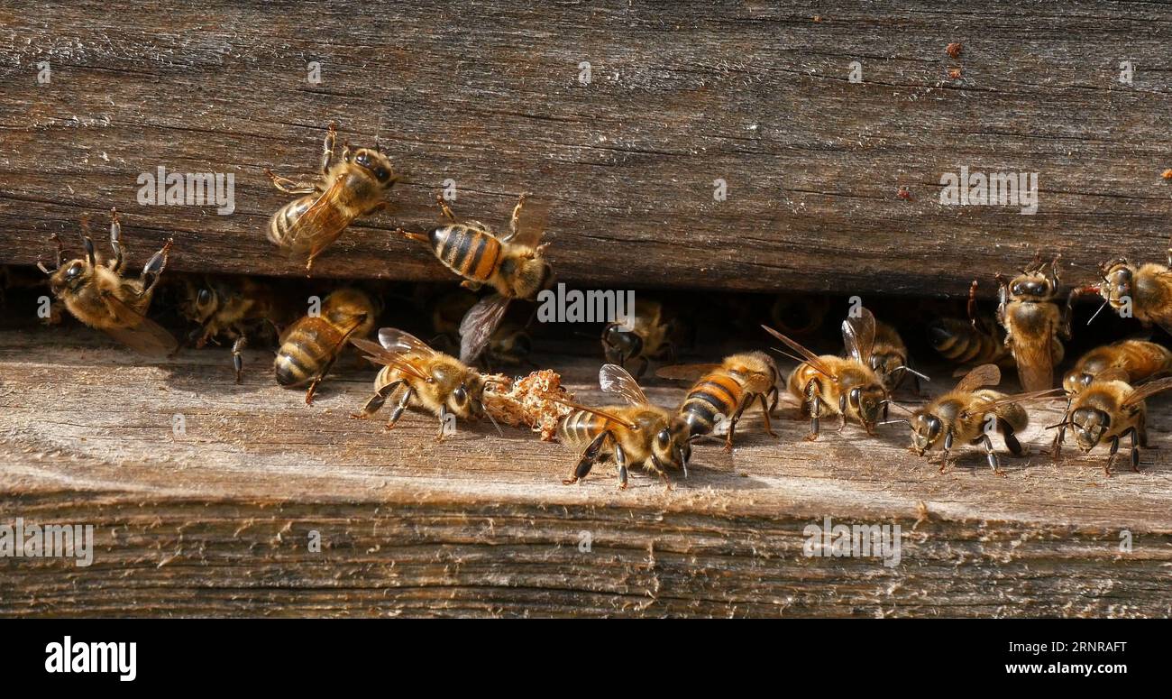 European Honey Bee, apis mellifera, cocoon of false ringworm released ...