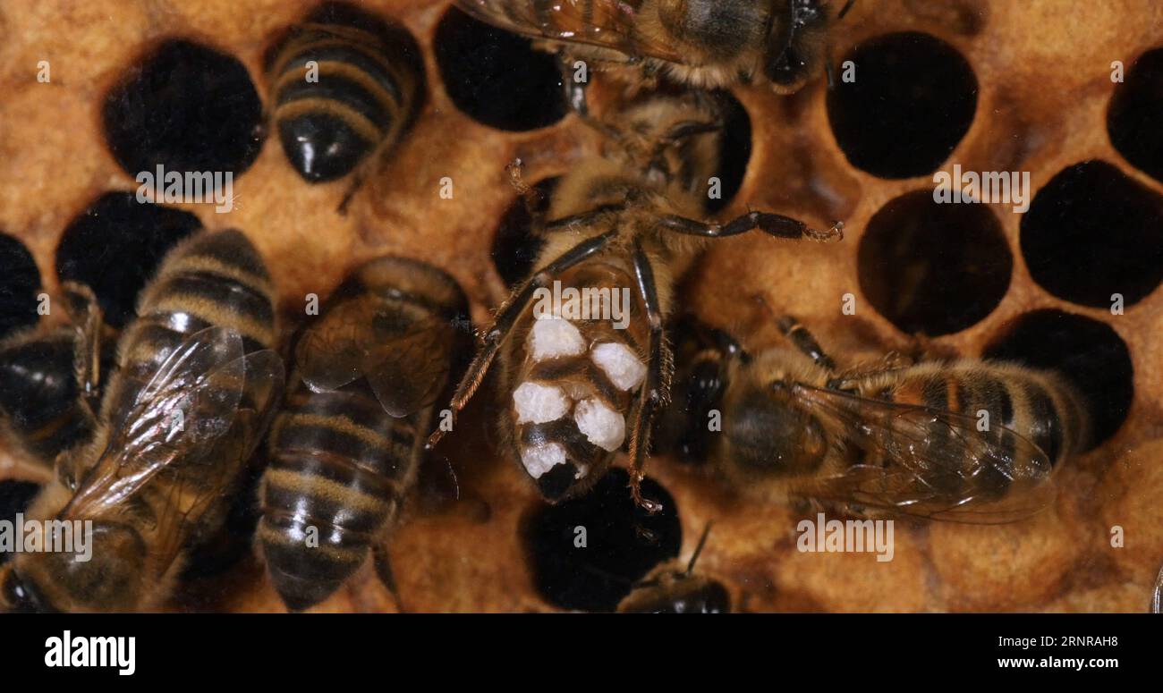 European Honey Bee, apis mellifera, wax bee that has patches of wax on ...