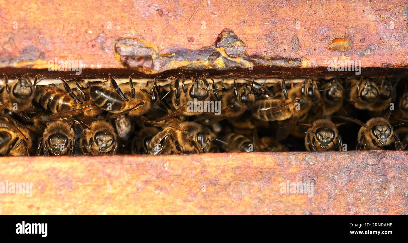 |European Honey Bee, apis mellifera, Bee Space, Bee Hive in Normandy ...