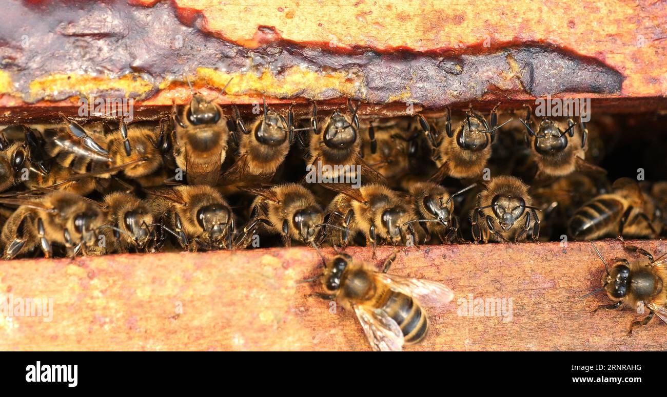 |European Honey Bee, apis mellifera, Bee Space, Bee Hive in Normandy ...