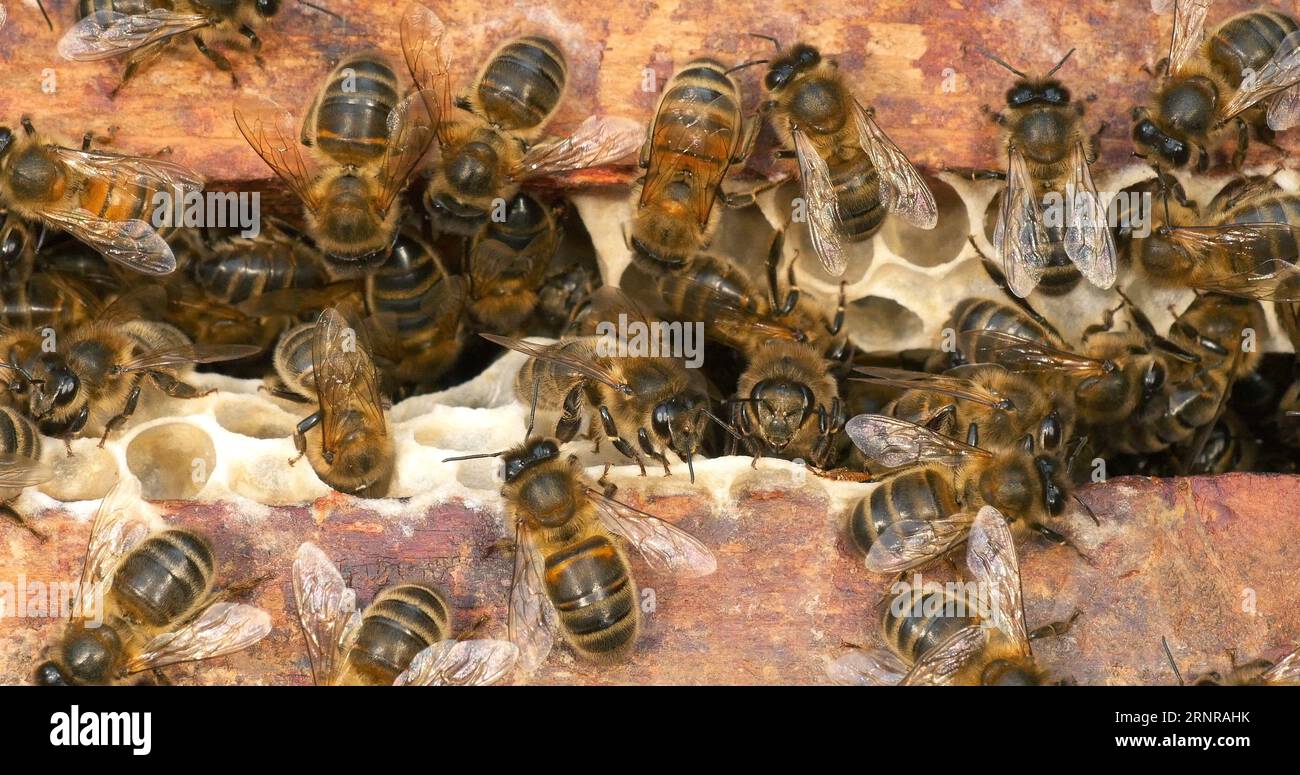 |European Honey Bee, apis mellifera, Bee Space, Bee Hive in Normandy ...