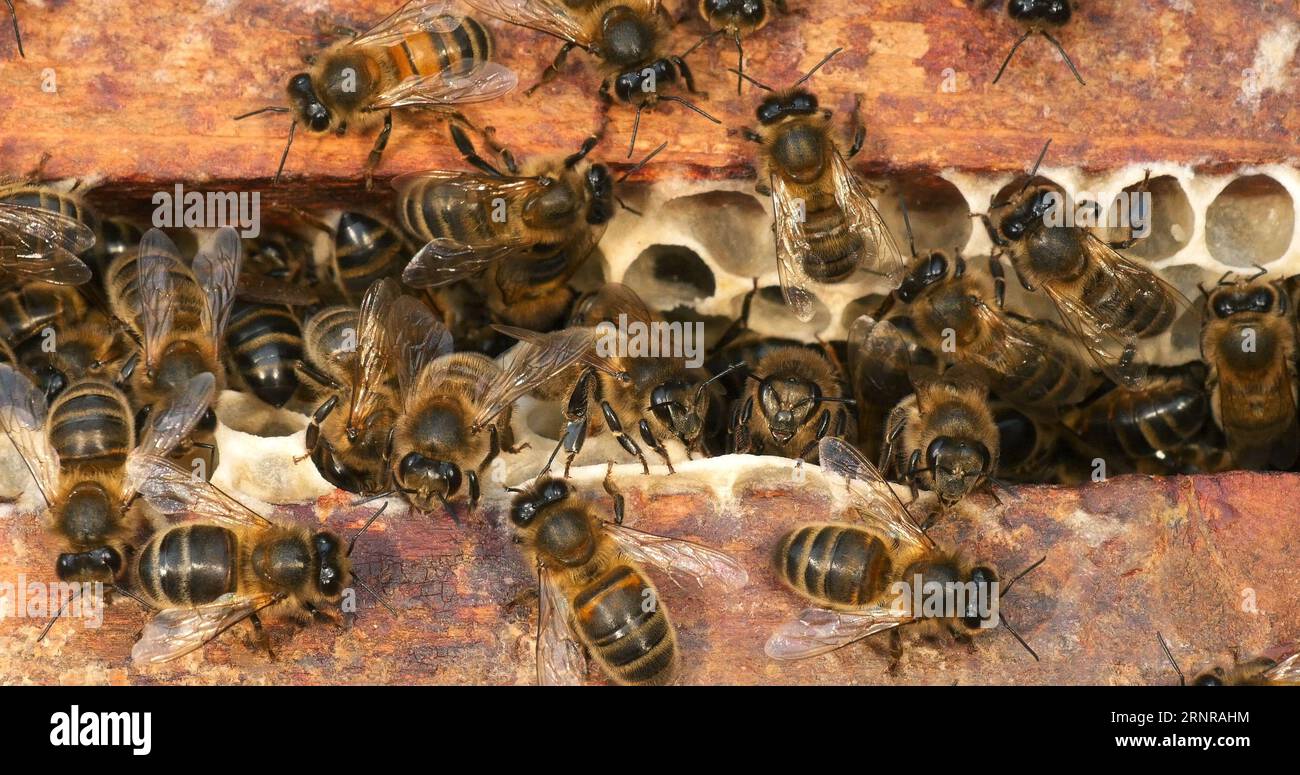 |European Honey Bee, apis mellifera, Bee Space, Bee Hive in Normandy ...