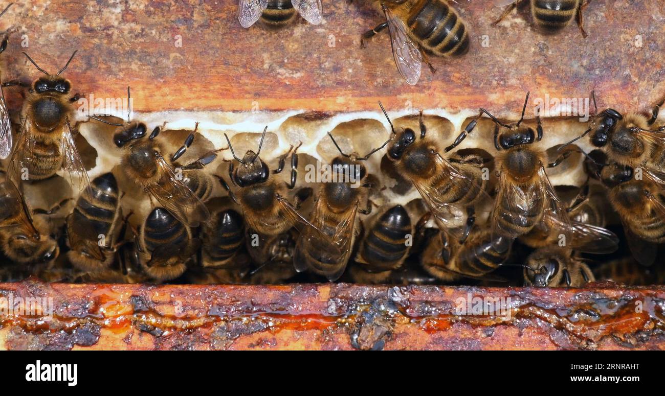 |European Honey Bee, apis mellifera, Bee Space, Bee Hive in Normandy ...