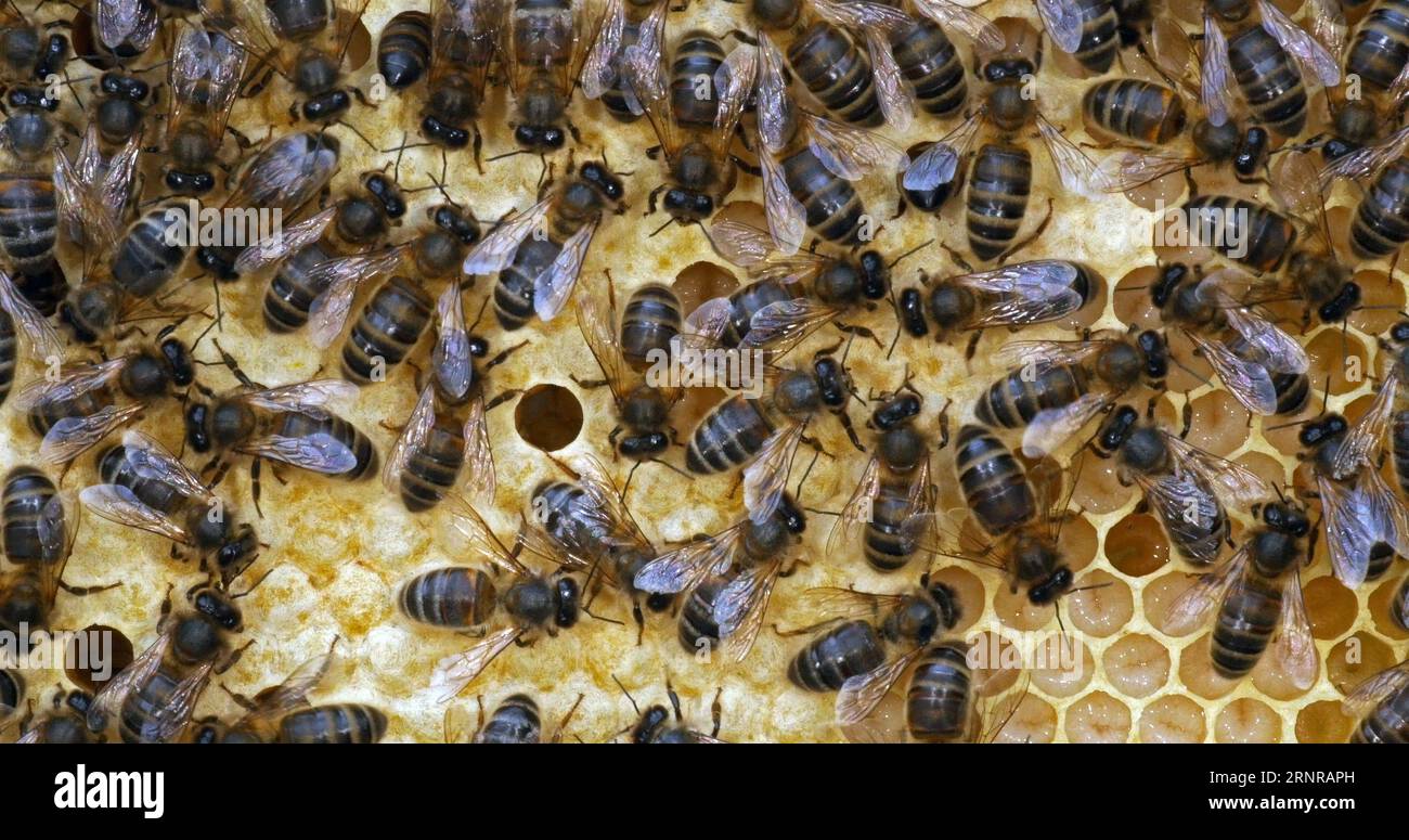 |European Honey Bee, apis mellifera, black bees on a brood frame, Bee ...