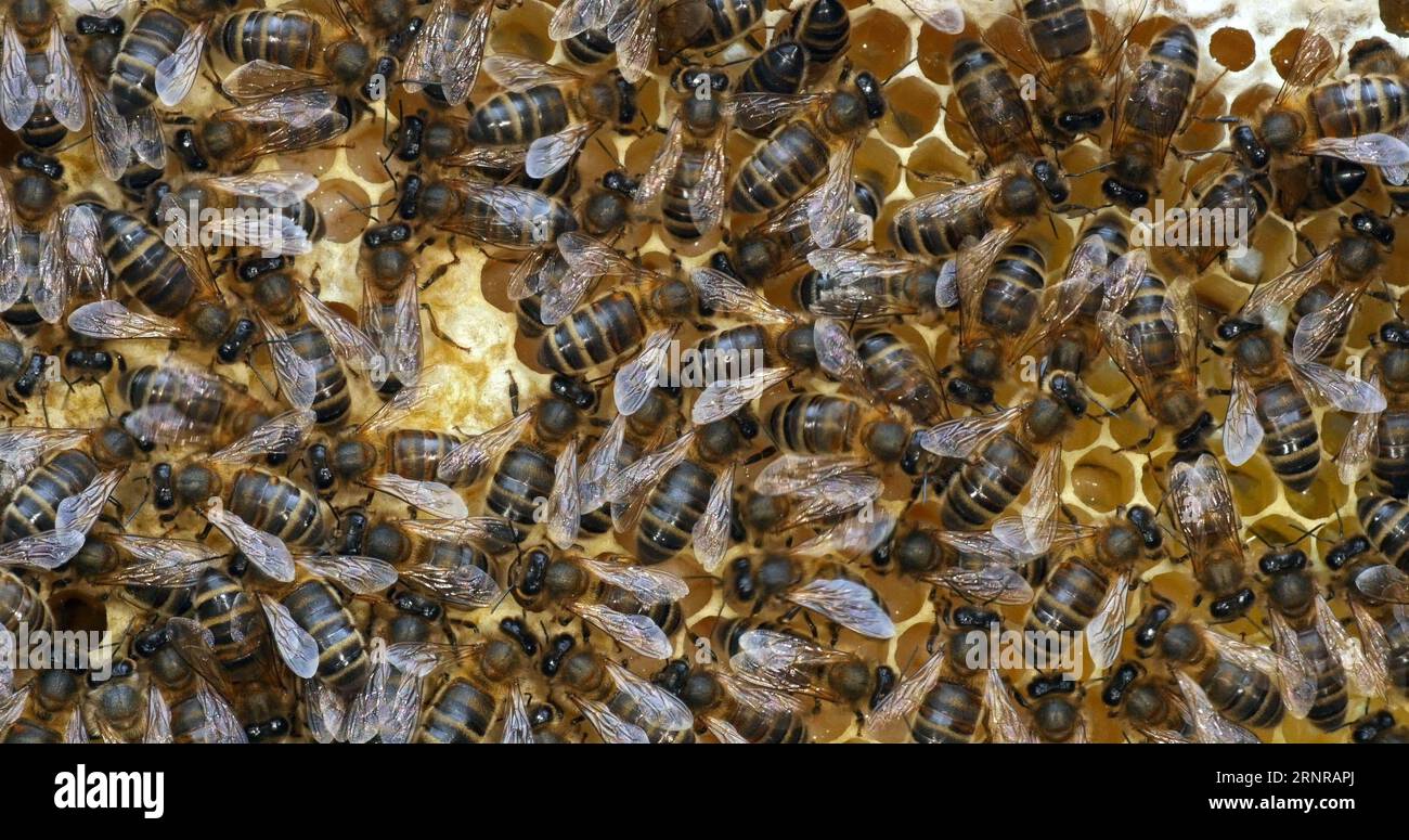 |European Honey Bee, apis mellifera, black bees on a brood frame, Bee ...