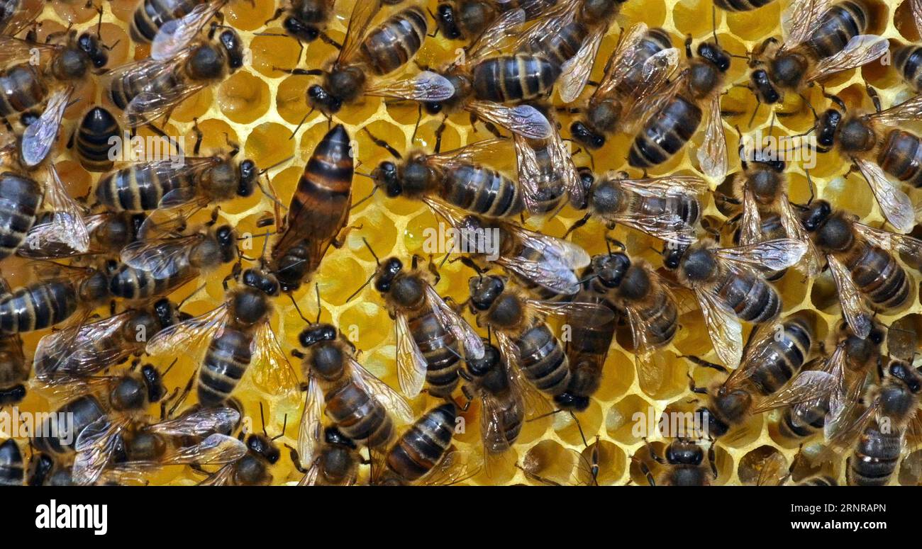 |European Honey Bee, apis mellifera, black bees on a brood frame, Queen ...