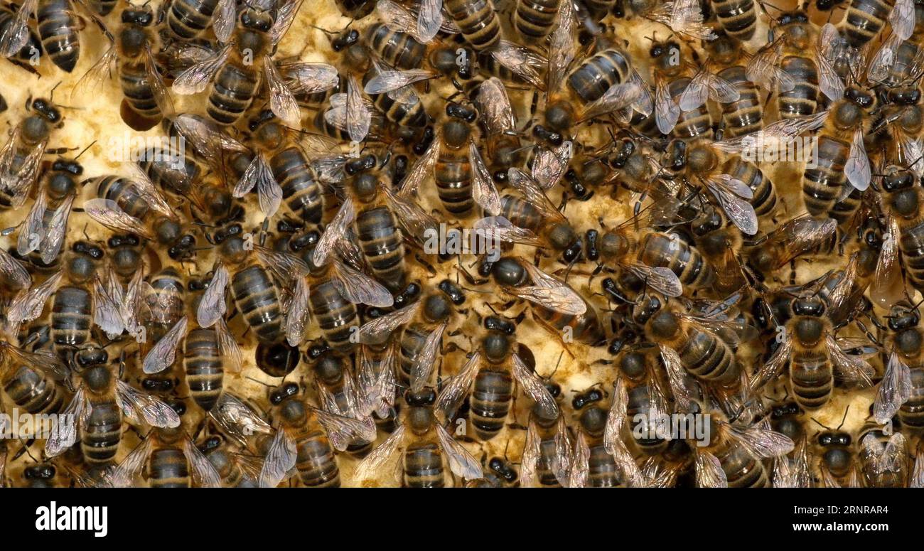 |European Honey Bee, apis mellifera, black bees on a brood frame, Queen ...
