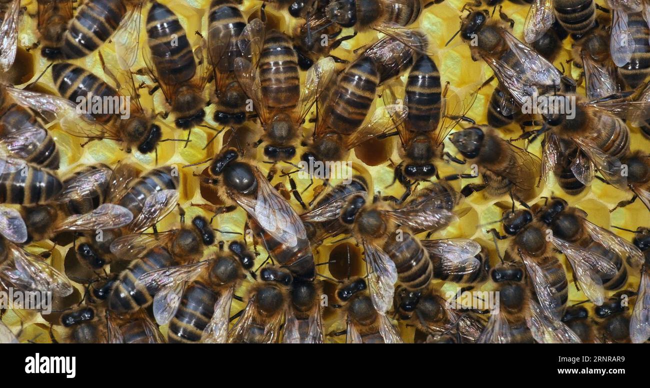 |European Honey Bee, apis mellifera, Bees on a Brood Frame, Queen in ...