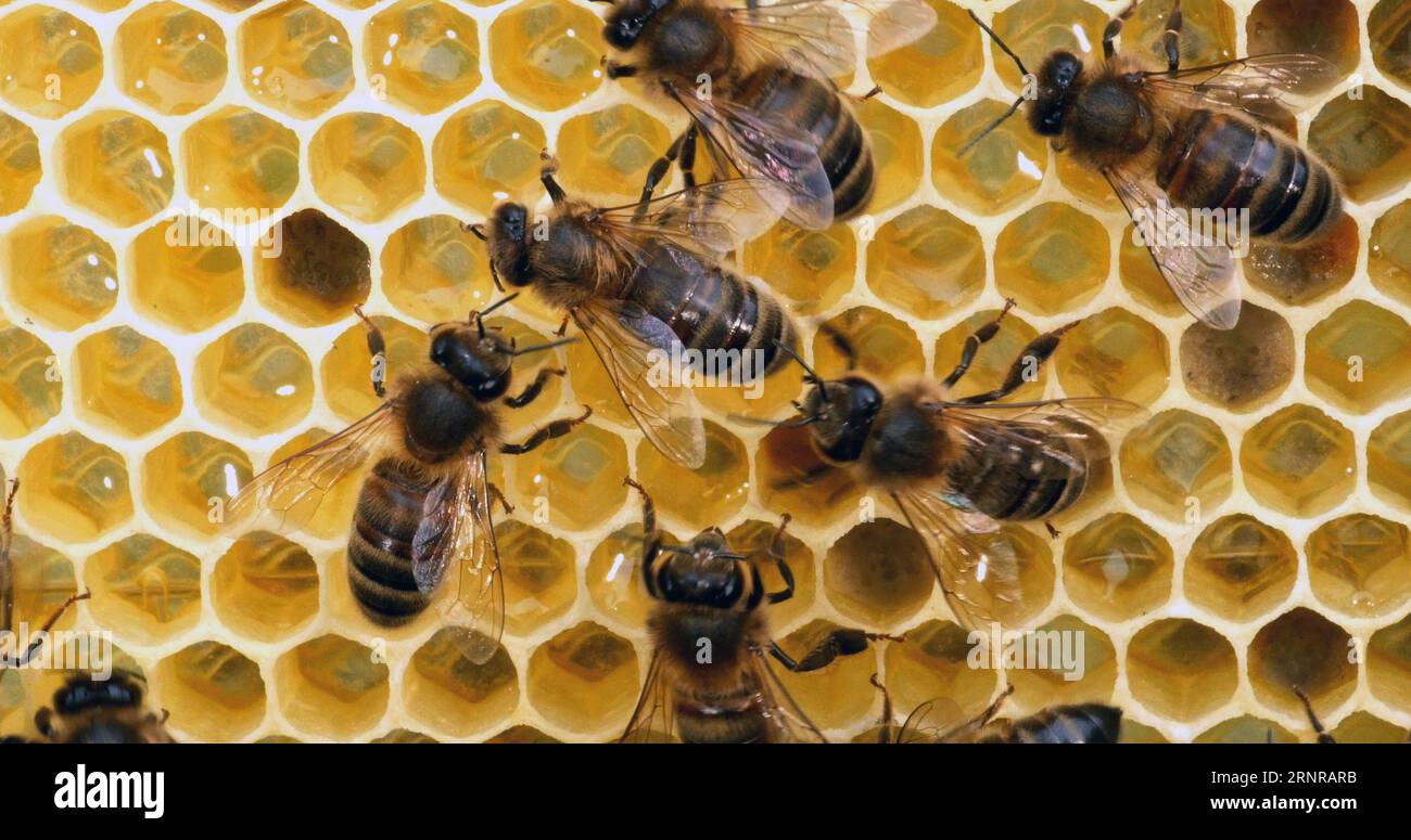 |European Honey Bee, apis mellifera, Bees on a frame with nectar, Bee ...