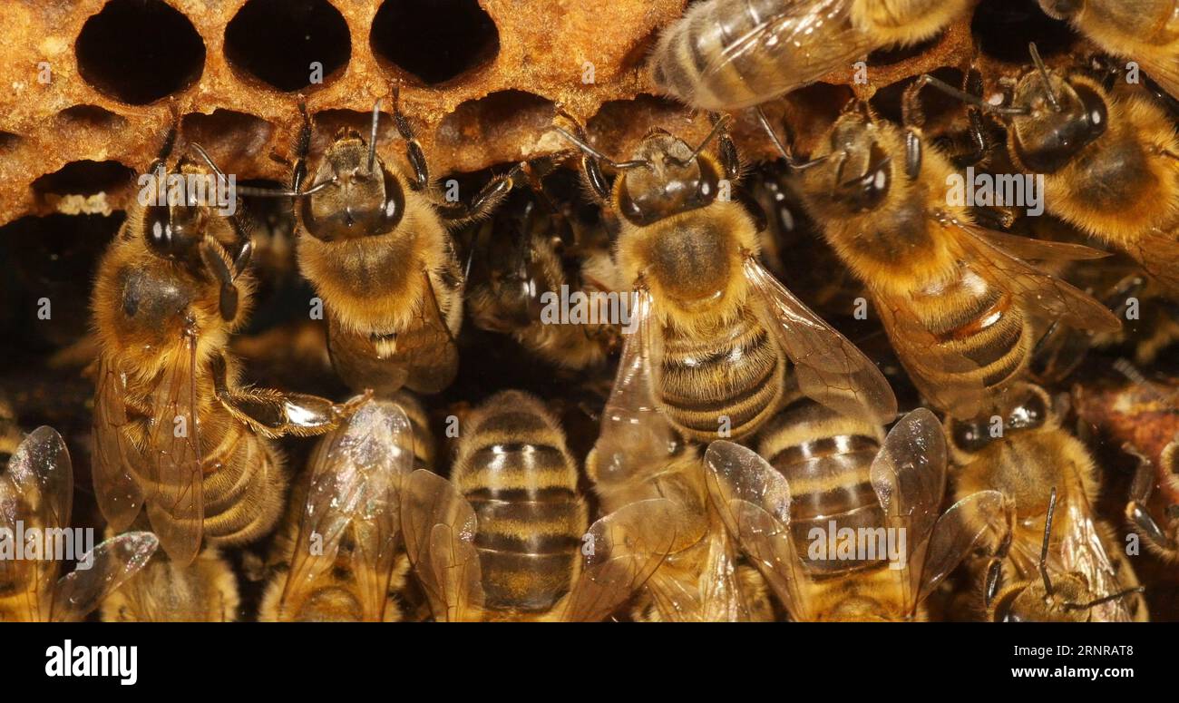European Honey Bee, apis mellifera, Black Bees on Alveolus, Bee Hive in ...