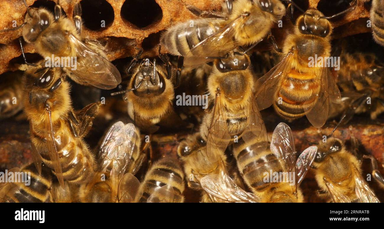 European Honey Bee, apis mellifera, Black Bees on Alveolus, Bee Hive in ...