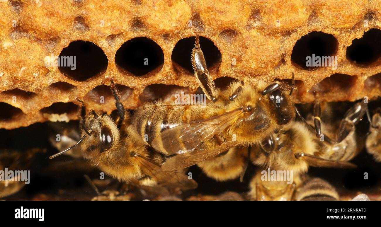 European Honey Bee, apis mellifera, Black Bees on Alveolus, Bee Hive in ...