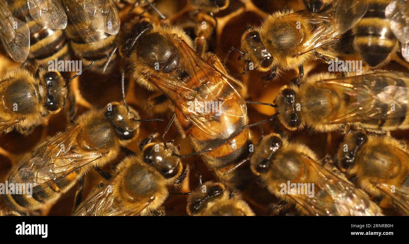 |European Honey Bee, apis mellifera, Queen in the middle, Bee Hive in ...